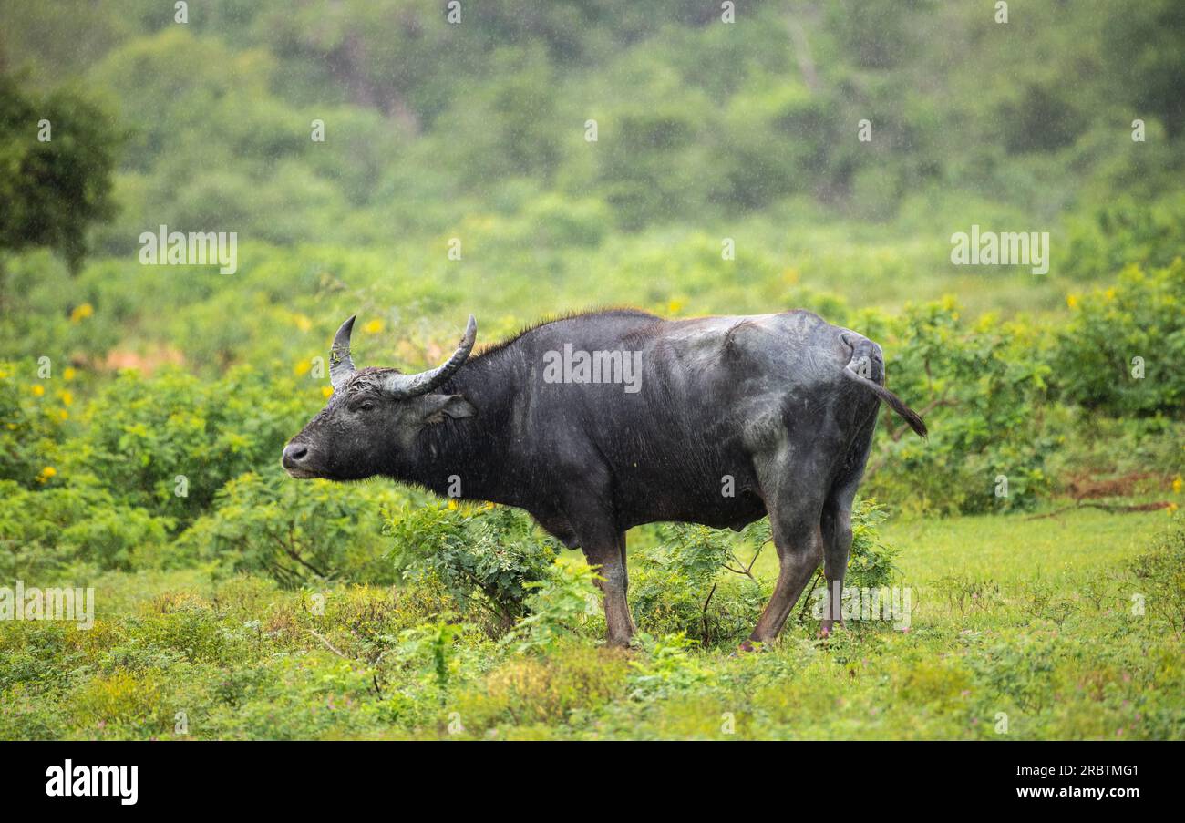Solitary Wild water buffalo stand still in the rain, lush greenery in ...