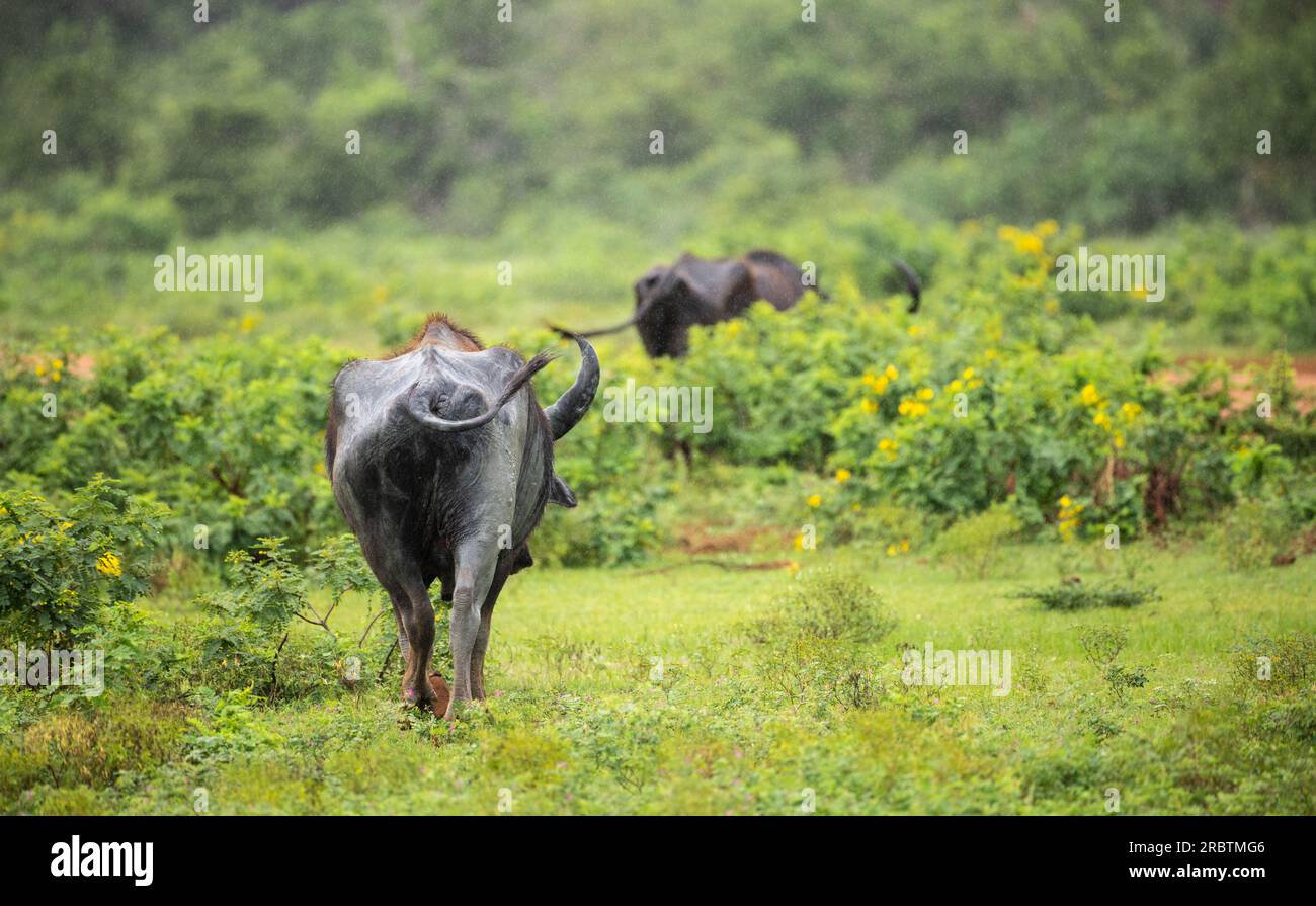 Wild buffalos in the rain, wild water buffaloes buttocks rearview photograph. lush green grass ...