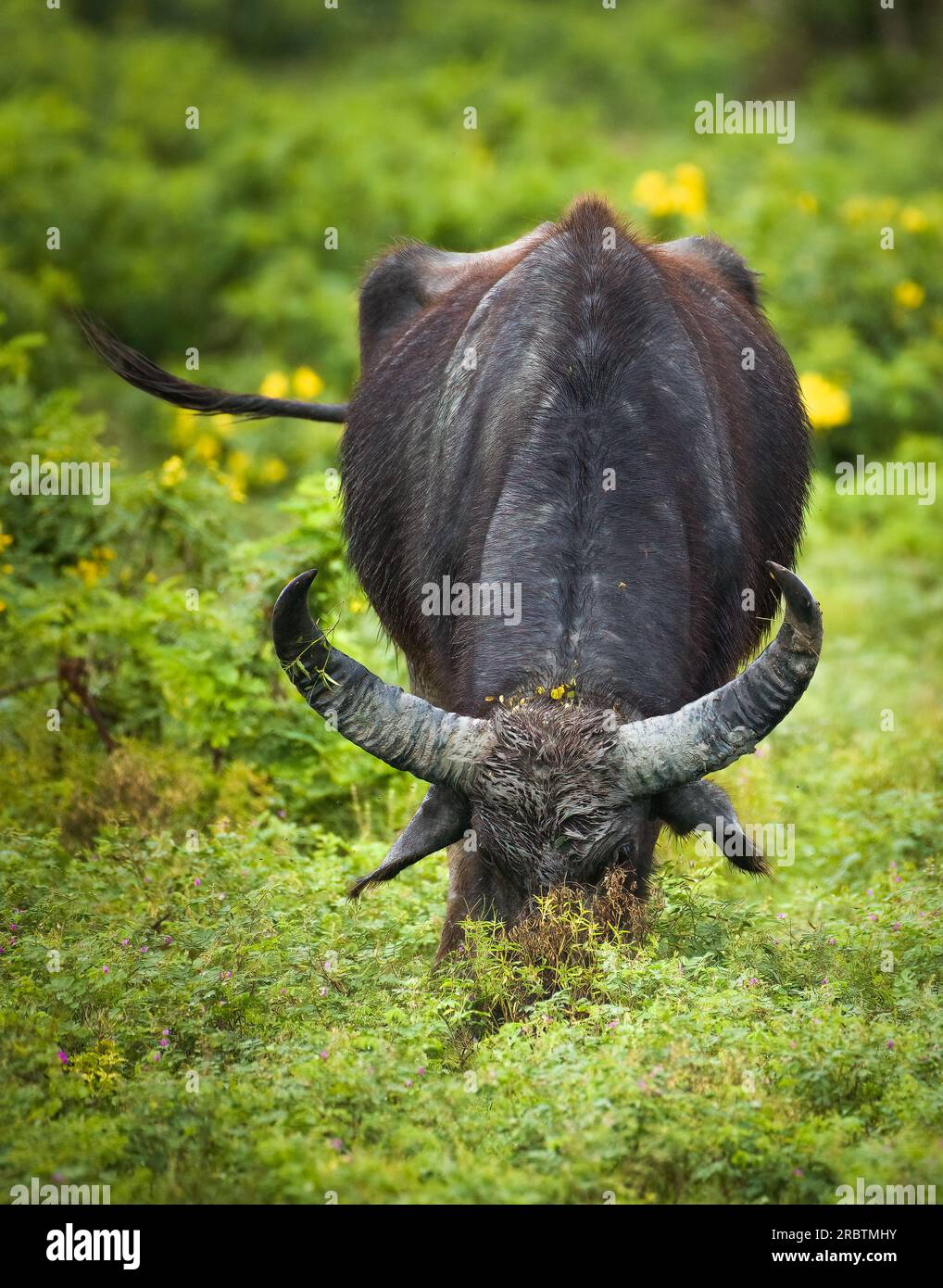 Wild water buffalo male close-up shot, head down and grazing lush grass ...