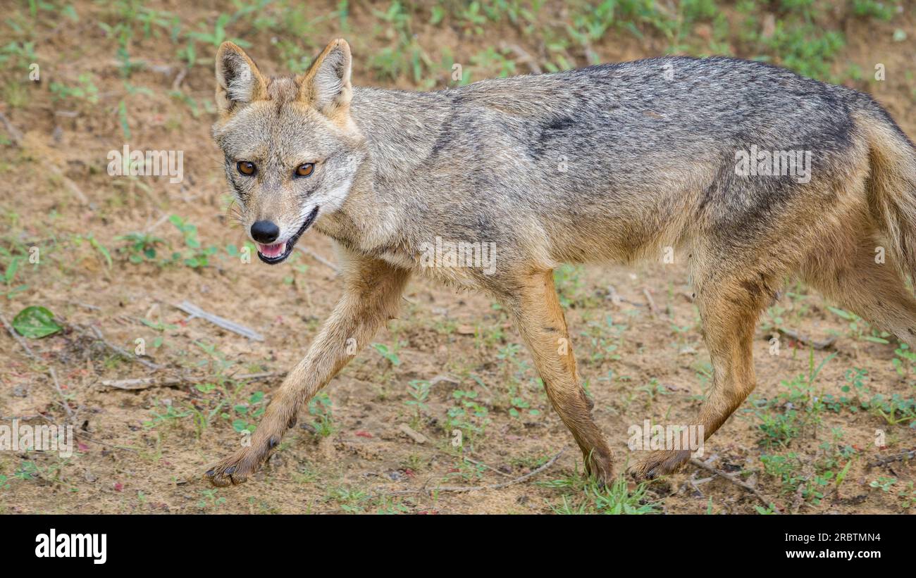 Sri lankan southern indian jackal hi-res stock photography and images ...