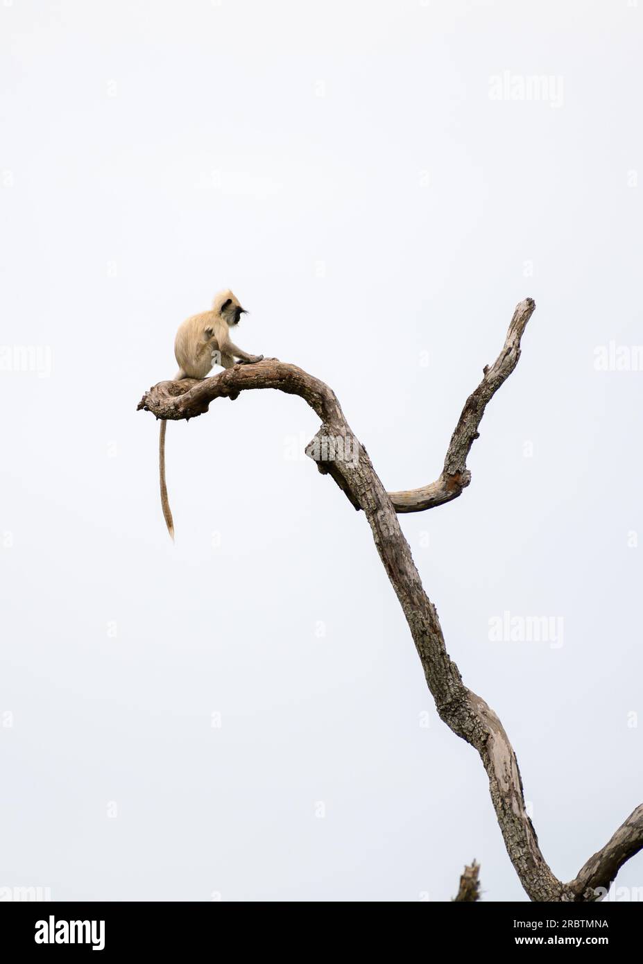 Isolated Grey langur monkey baby sitting on the edge of a very tall ...