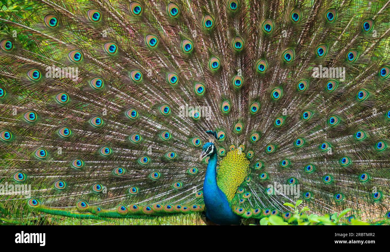 The courtship display of elegant male peacock, iridescent colorful tail ...