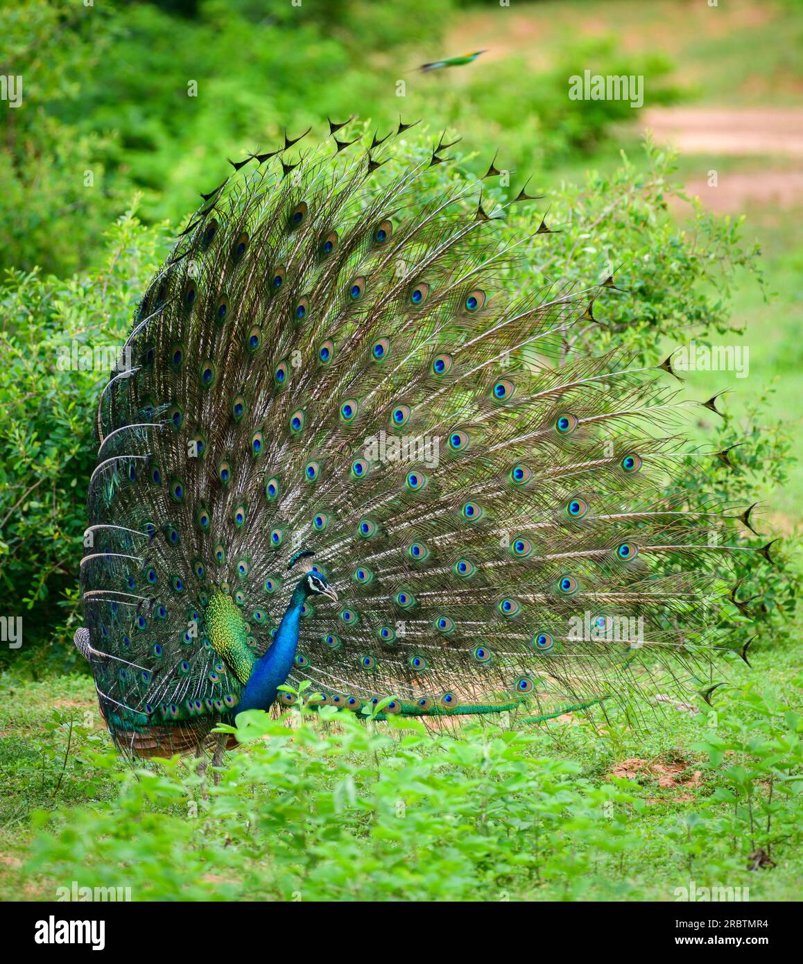 The courtship display of elegant male peacock, iridescent colorful tail ...