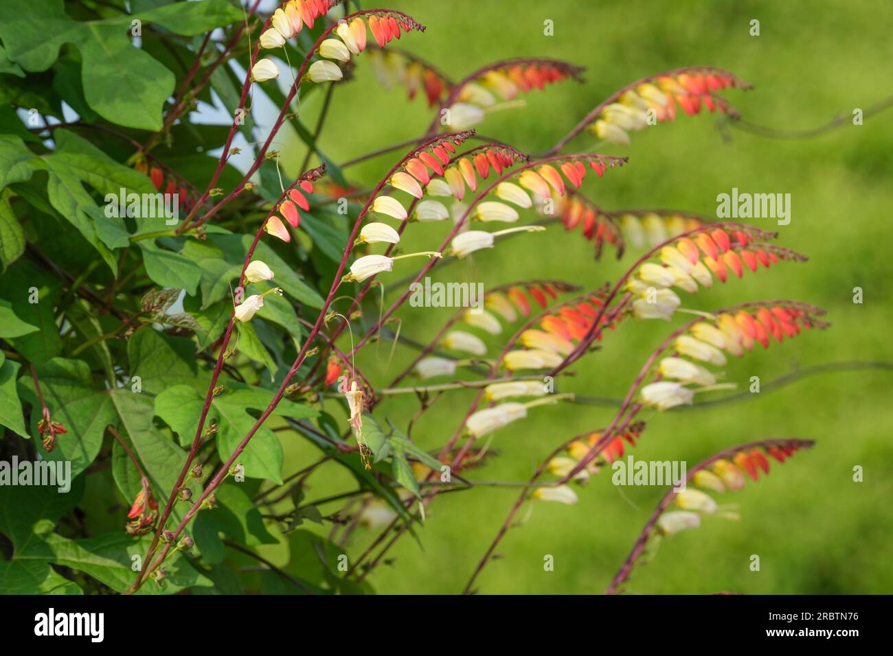 Firecracker vine hi-res stock photography and images - Alamy