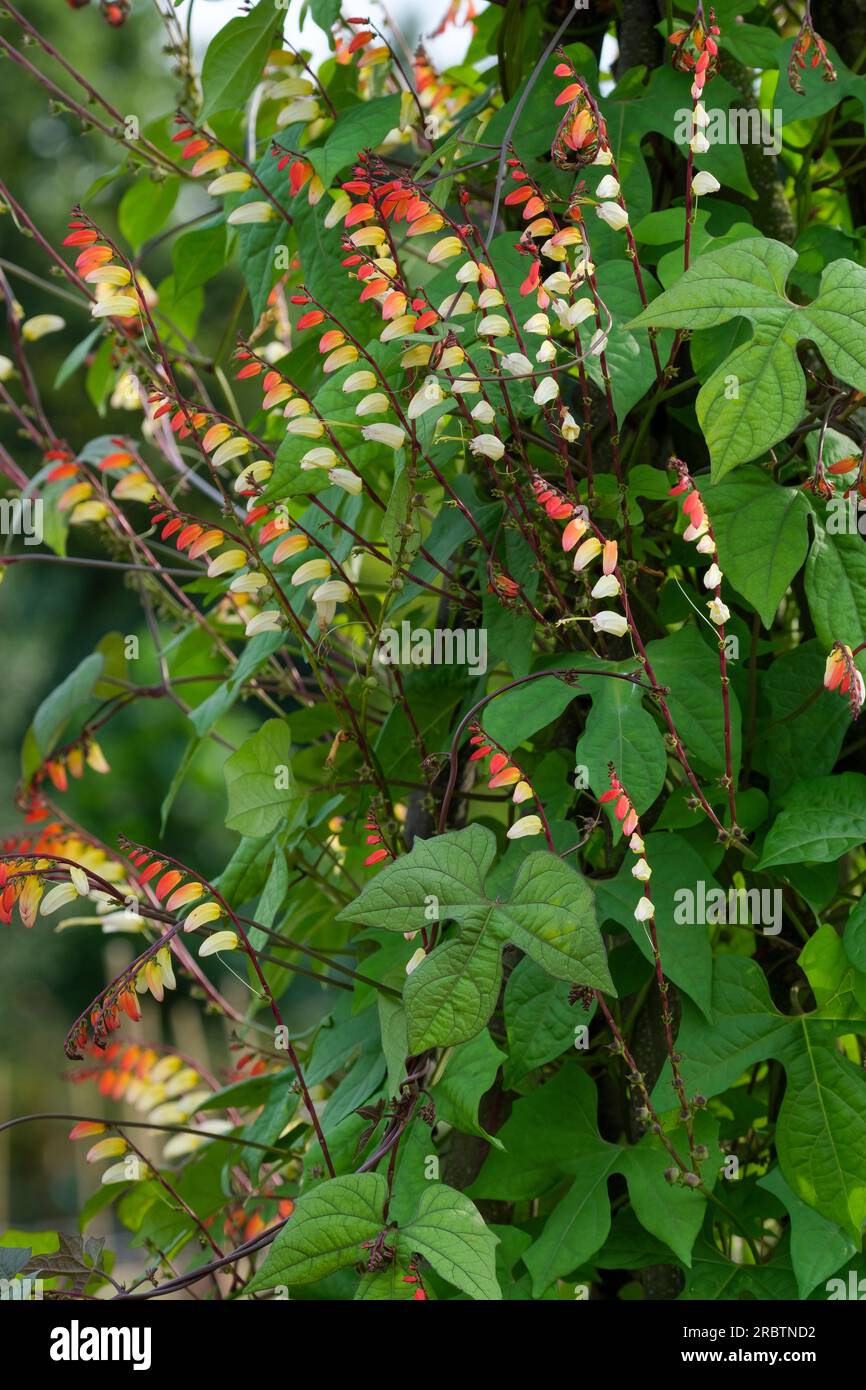 Firecracker vine hi-res stock photography and images - Alamy