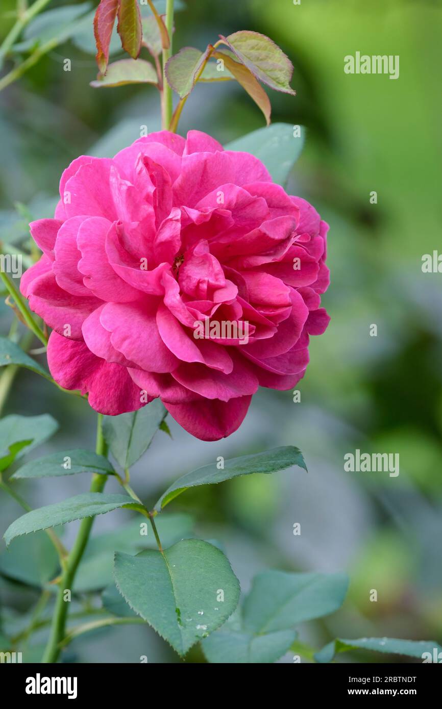 Rose Darcey Bussel, Rosa Ausdecorum, compact shrub, dark green foliage ...