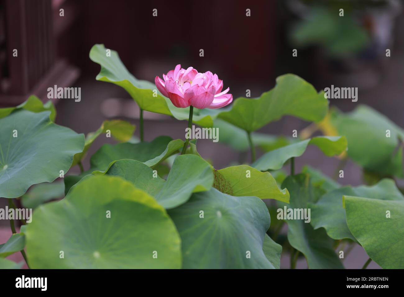 Lotus flowers burst into bloom at Huayan Temple scenic area in ...