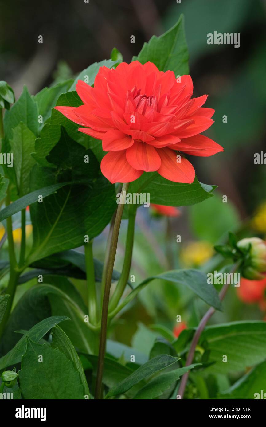 Vermillion flowers hi-res stock photography and images - Alamy