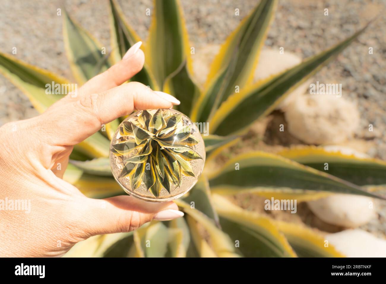 Variegated Agave, Agave americana 'Variegata' a beautiful plant in a ...