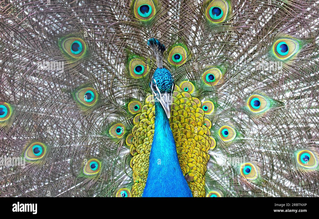 Bright colorful peacock with its colorful tail fully opened Stock Photo ...