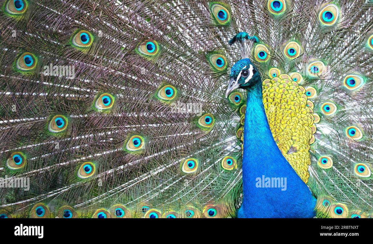 Bright colorful peacock with its colorful tail fully opened Stock Photo ...