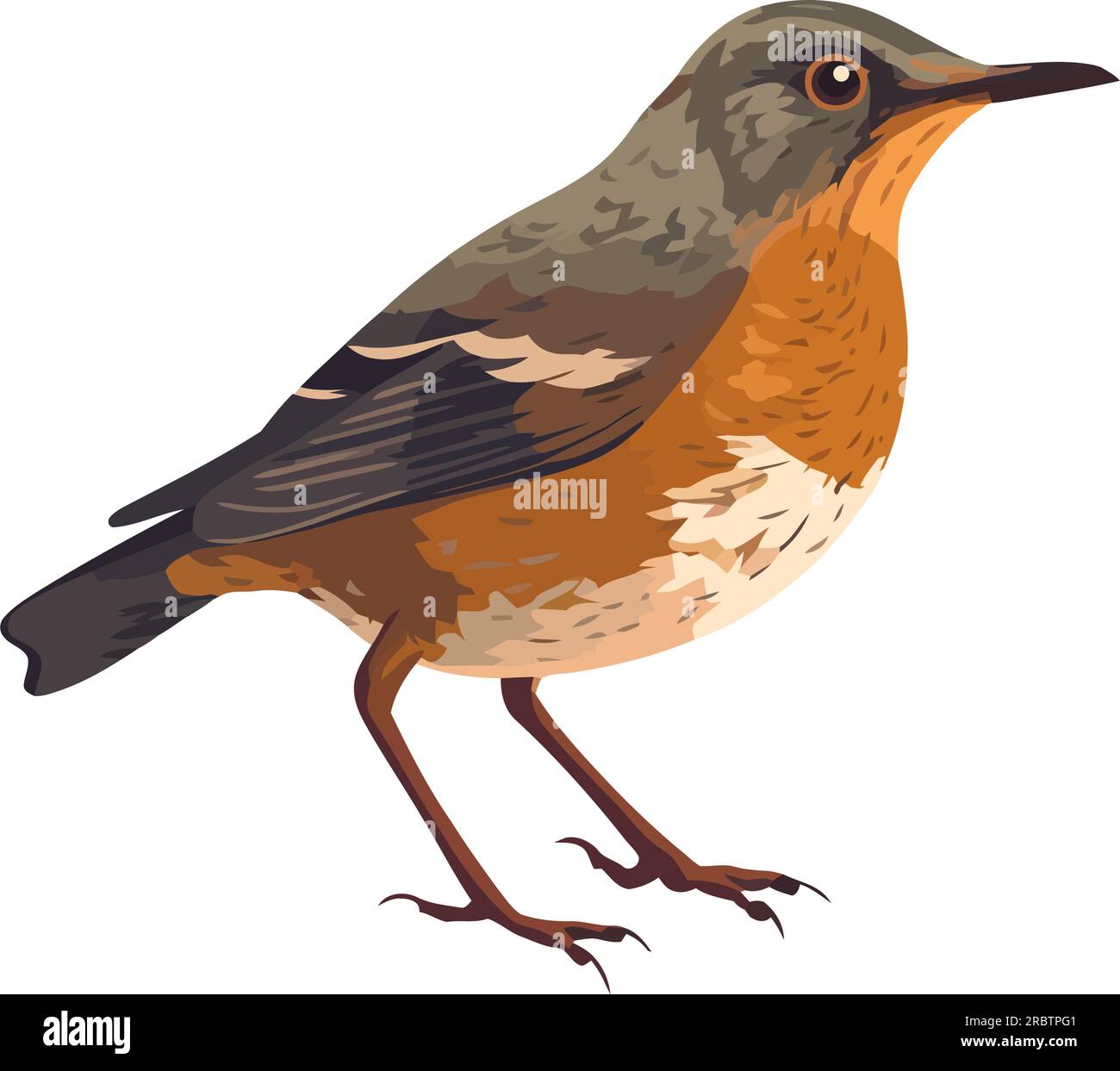 Bird ruffled feathers Stock Vector Images - Alamy