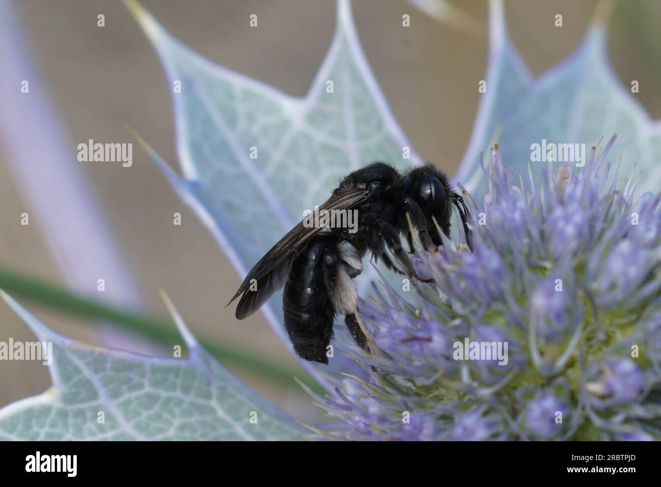 Natural closeup on the rare and endangrered Black Mining Bee, Andrena ...
