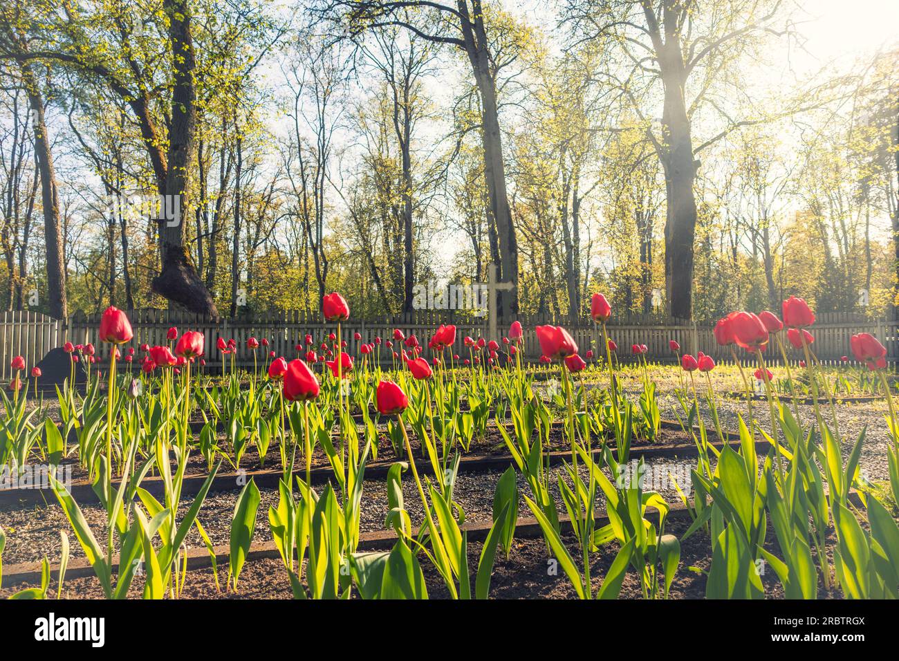 Red tulips blooming on the graves at the sunny summer day. Big white ...
