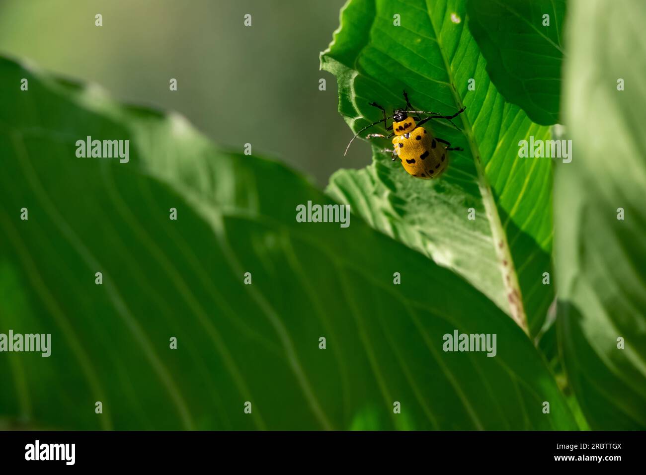 a yellow wild insect setting on green leaf,leaf texture, leaf ...
