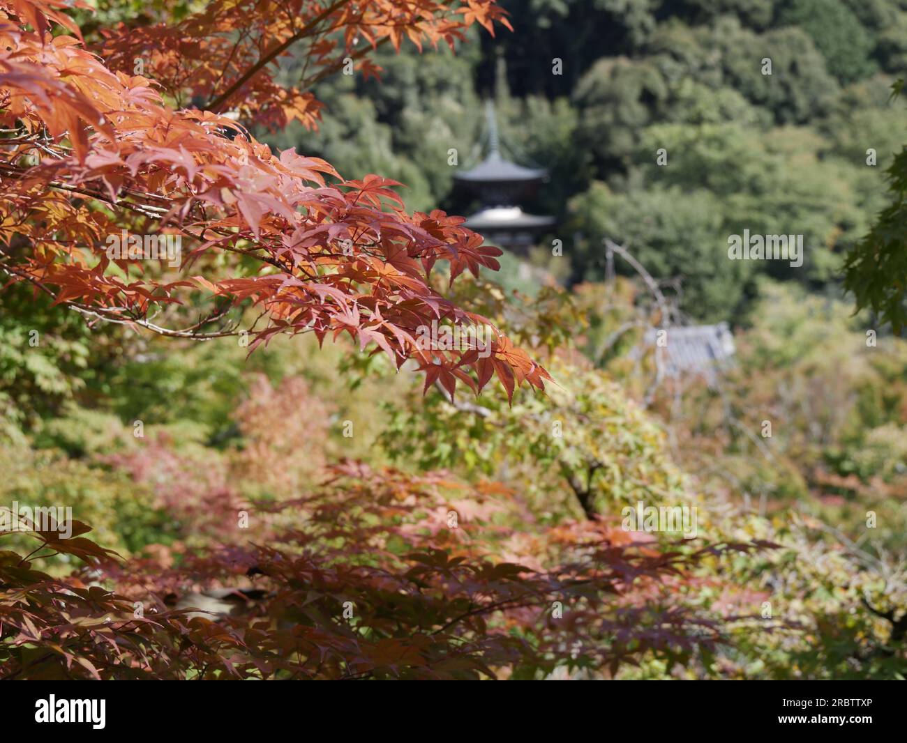 The fall season at in kyoto hi-res stock photography and images - Alamy