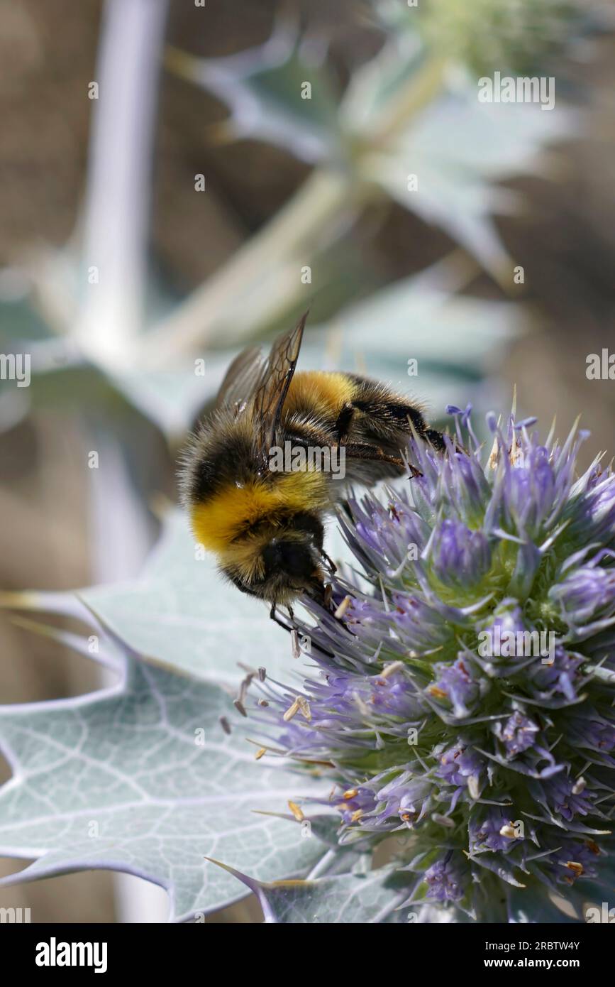 Natural closeup on a large European white-tailed bumblebee, Bombus ...