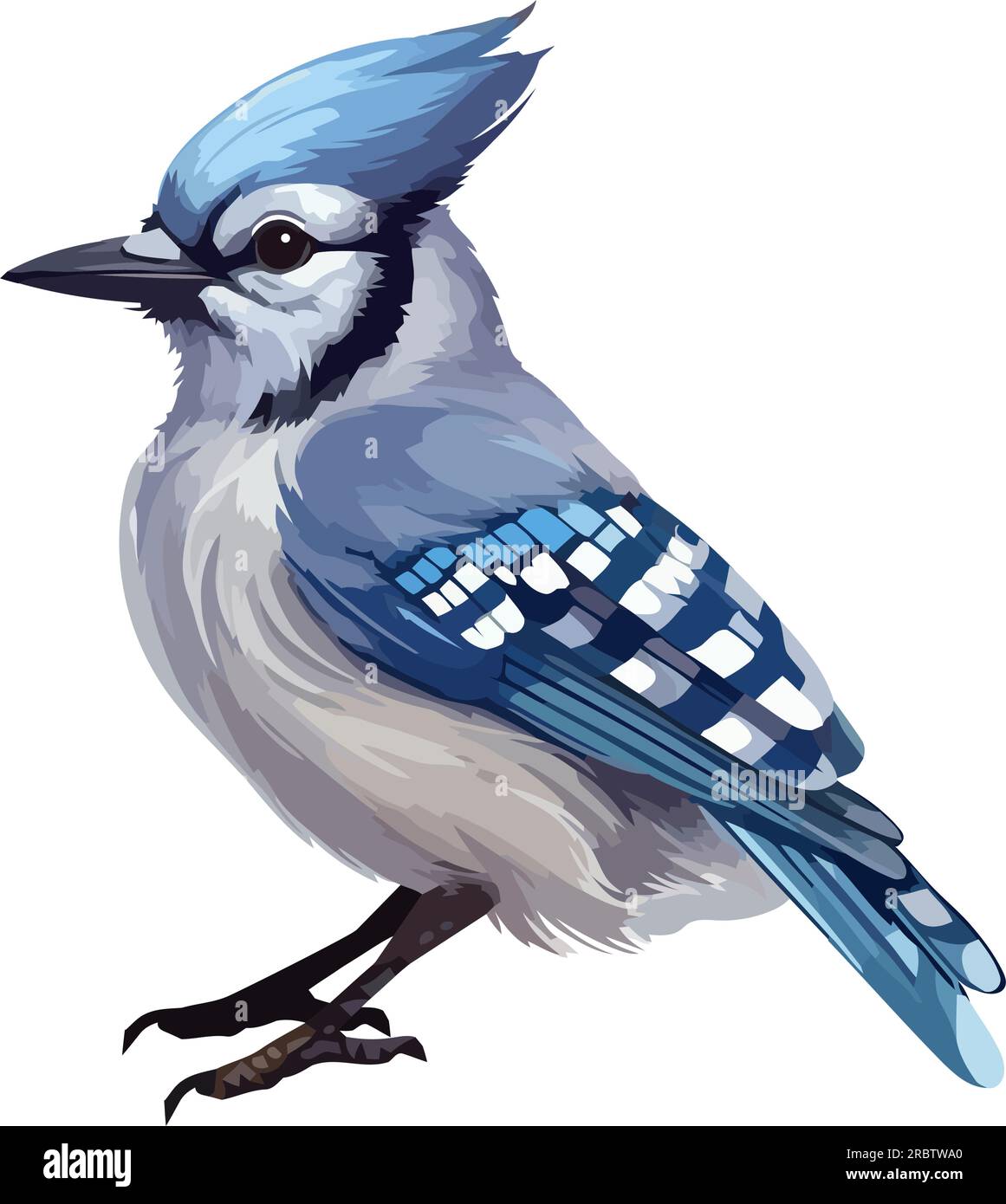Fauna blue jay Stock Vector Images - Alamy