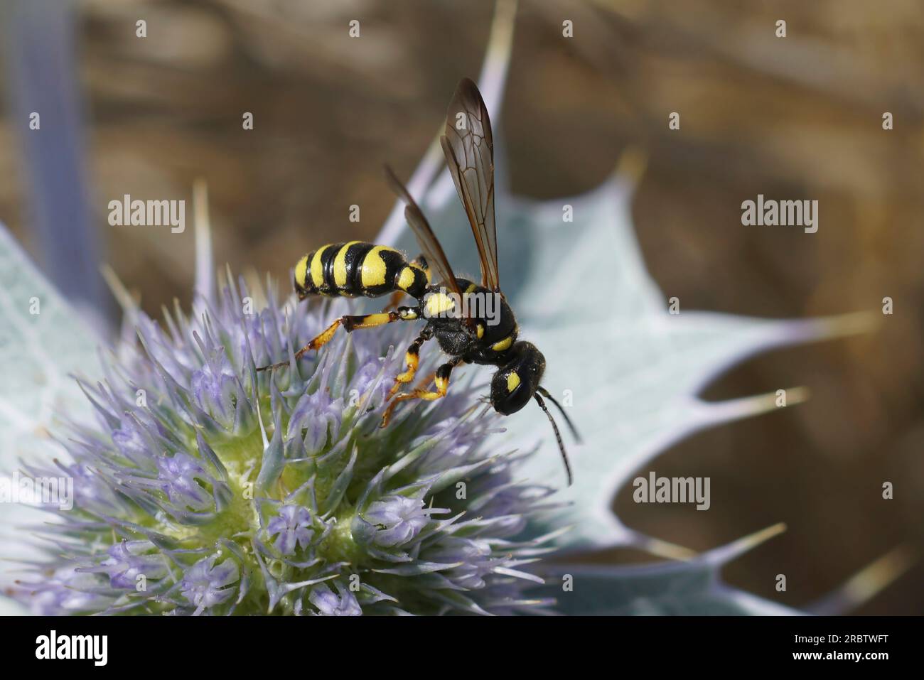 Natural closeup on a sand tailed digger wasp, Cerceris arenaria on a ...