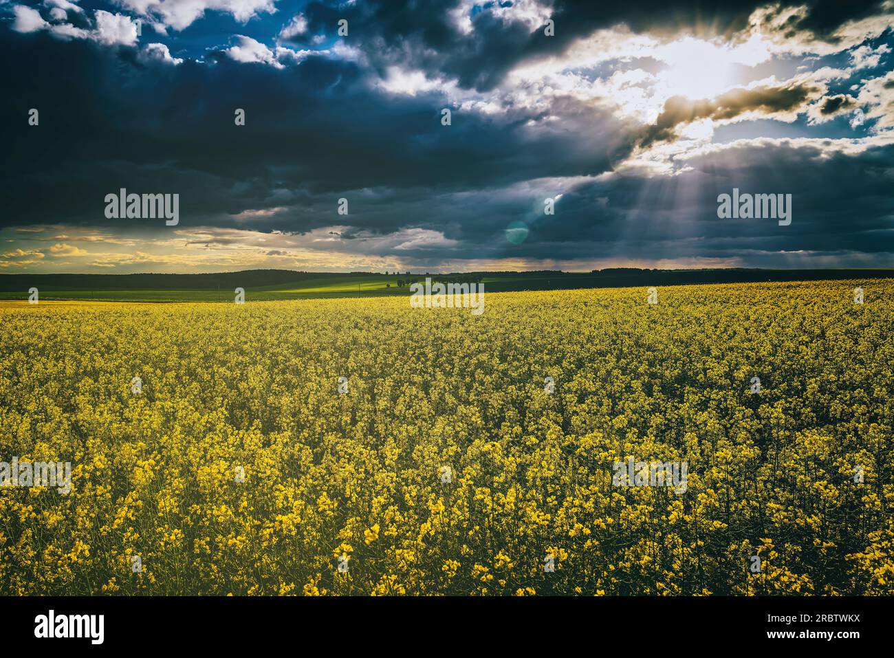 The sun breaking through storm clouds in a flowering rapeseed field ...