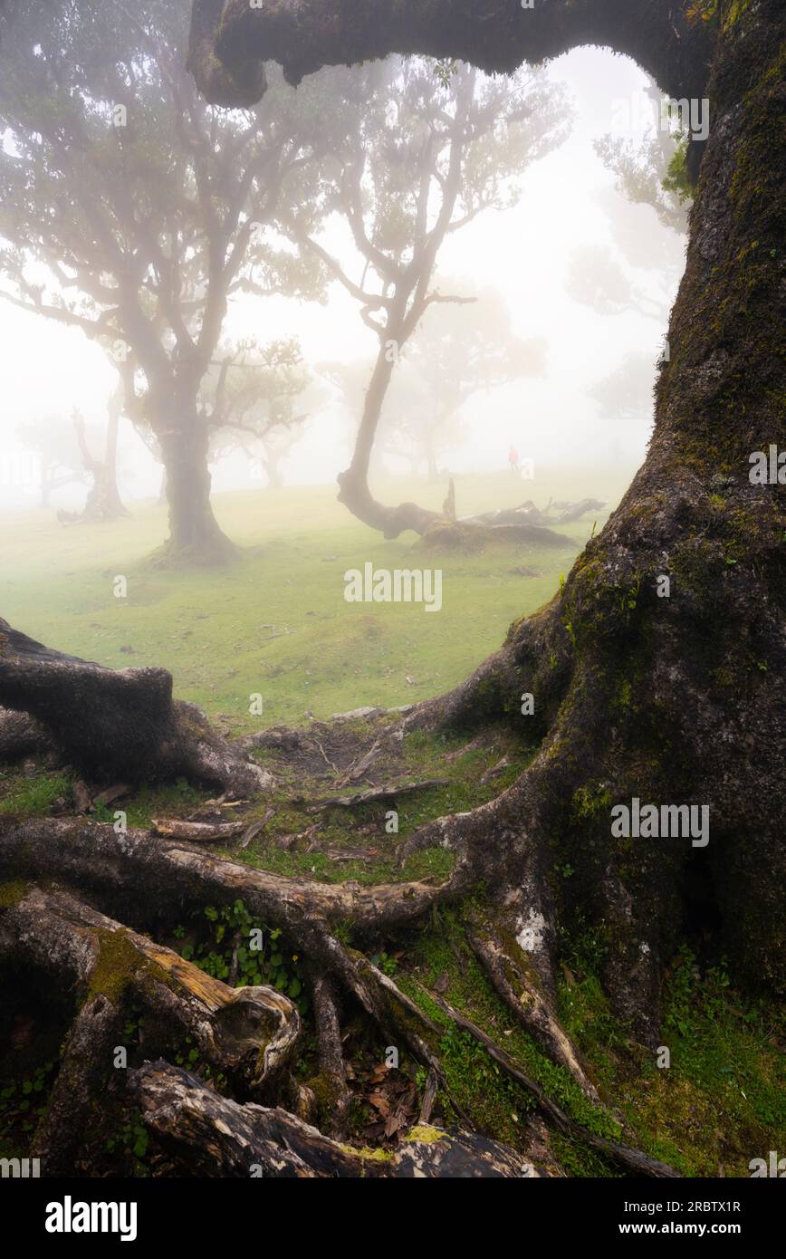 Fanal forest hi-res stock photography and images - Alamy