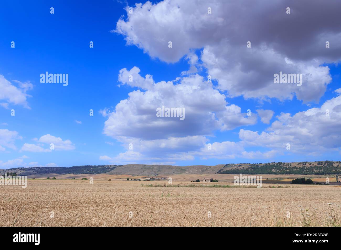 Wheat field in Apulia, Italy. Alta Murgia National Park is a limestone ...