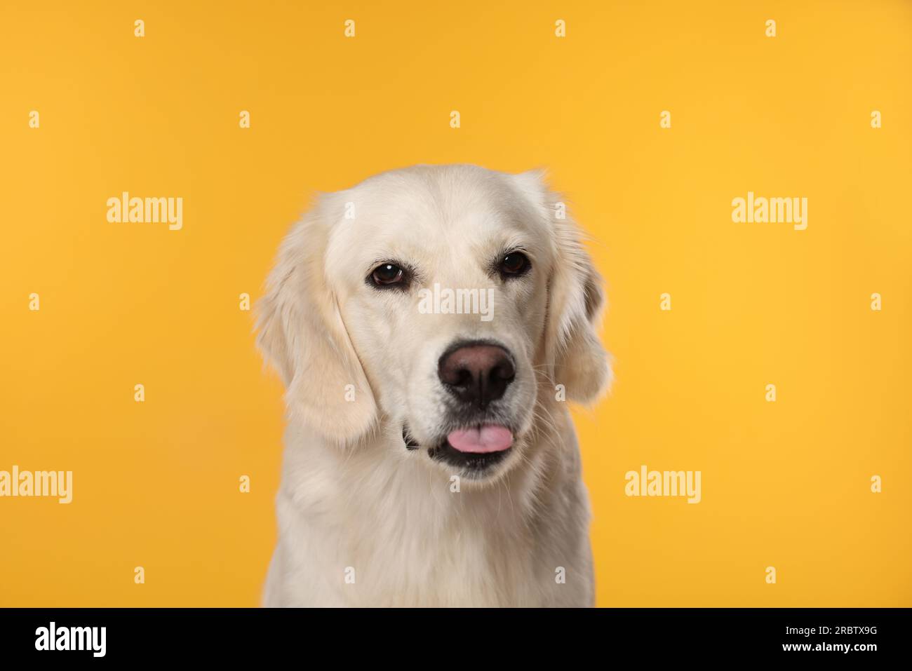 Cute Labrador Retriever showing tongue on orange background Stock Photo ...