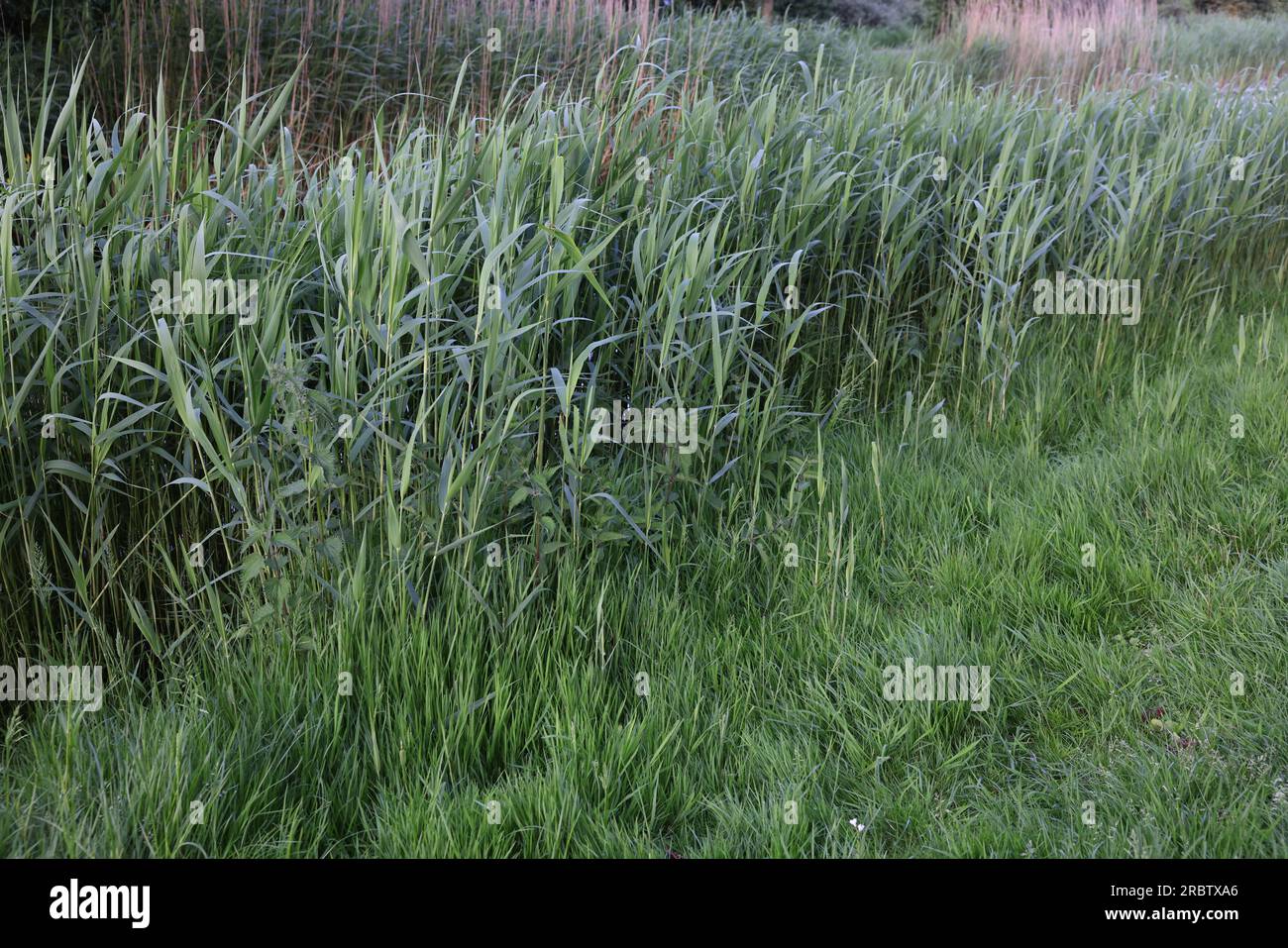 Beautiful view of green reed plants growing outdoors Stock Photo - Alamy