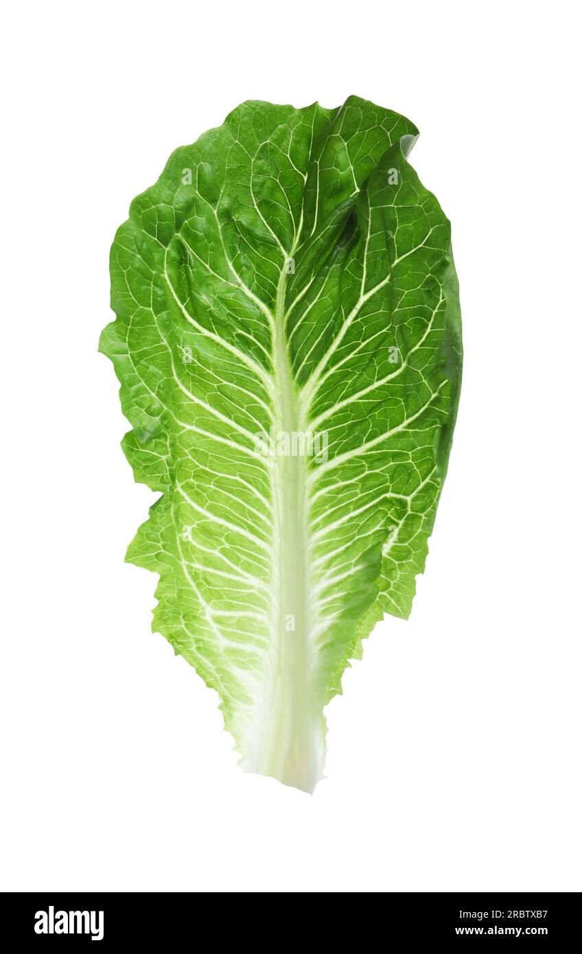 Fresh leaf of green romaine lettuce isolated on white Stock Photo - Alamy