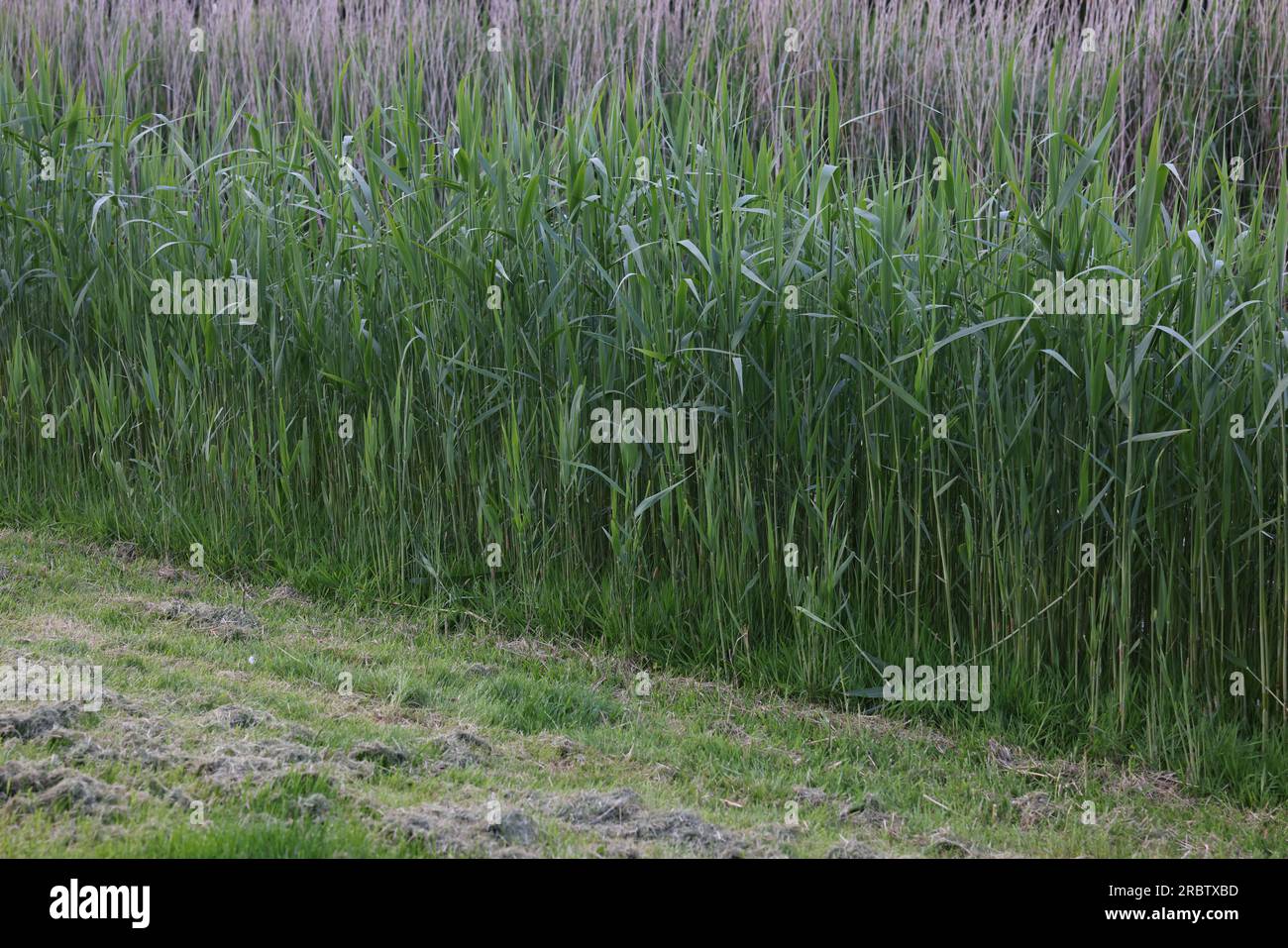 Grass growing riverside outdoors hi-res stock photography and images ...