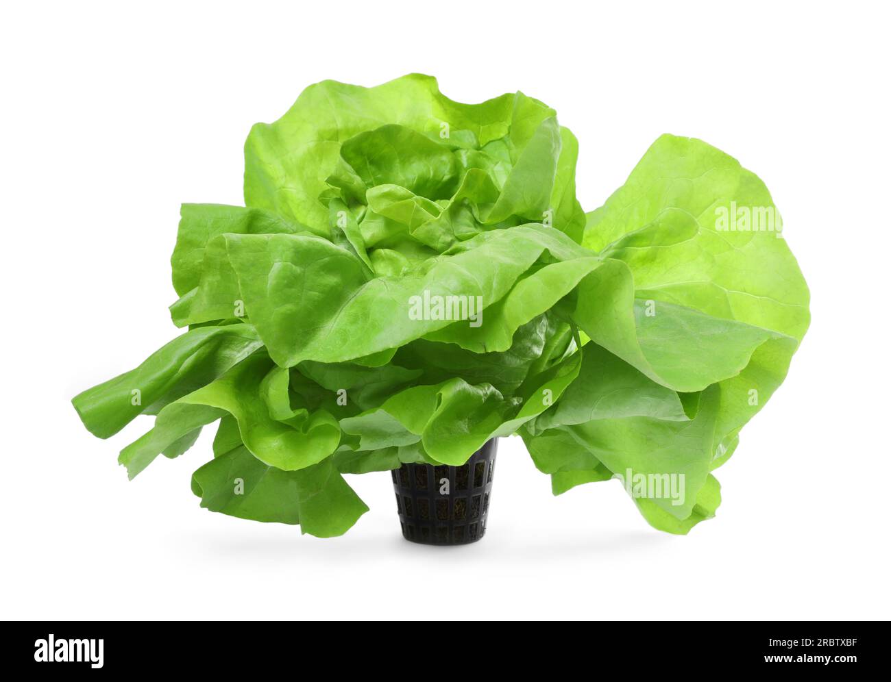 Fresh green butter lettuce head isolated on white Stock Photo - Alamy