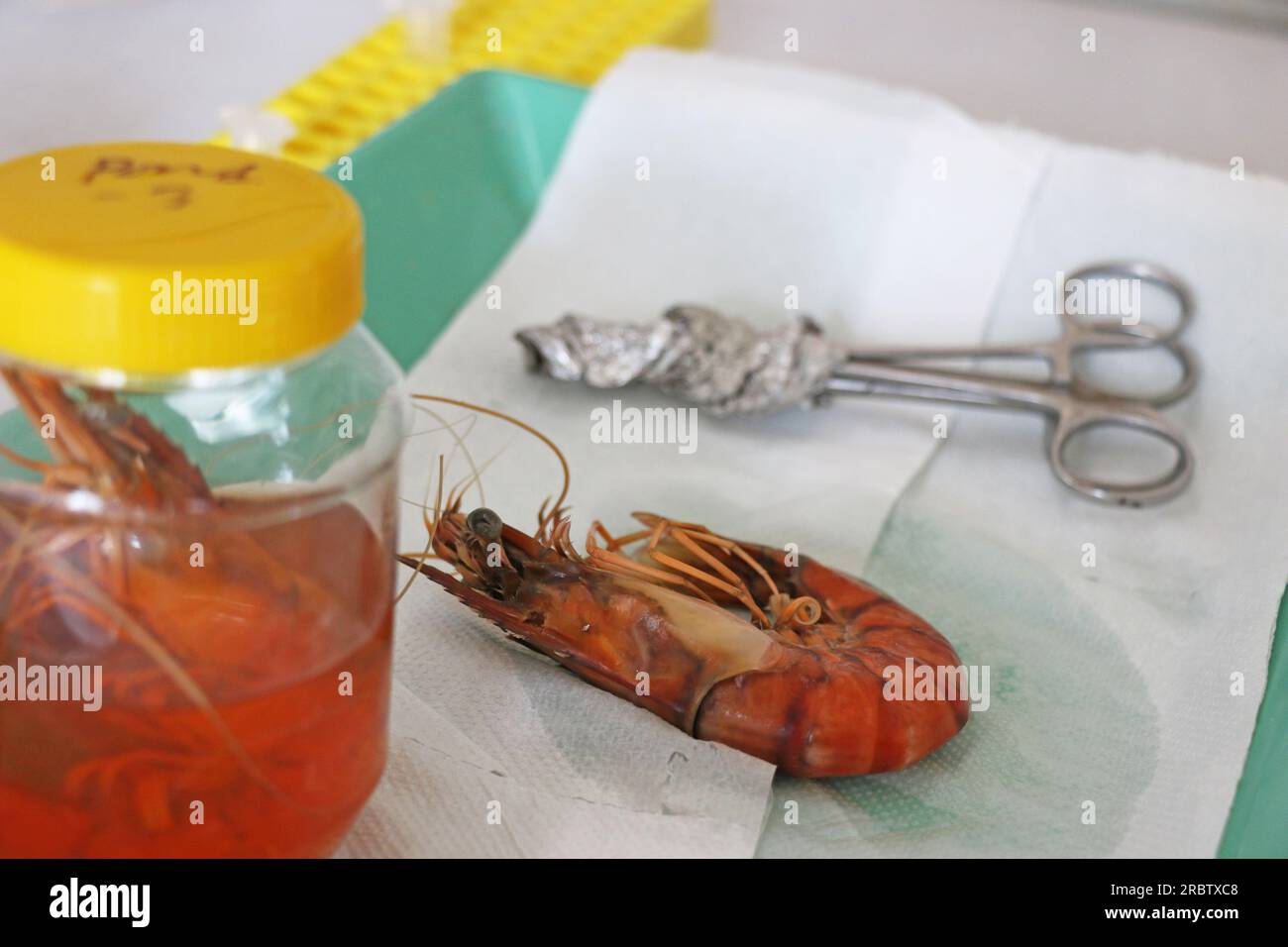 A person is collecting sample from white spot virus infected shrimp ...