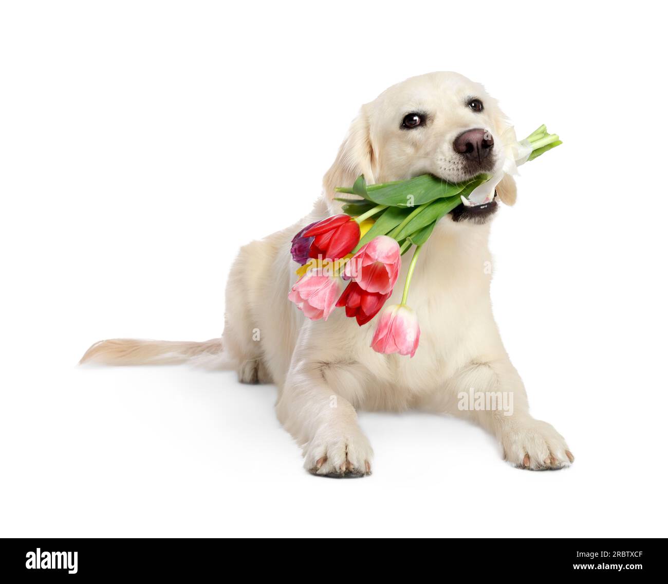 Cute Labrador Retriever with beautiful tulip flowers on white ...