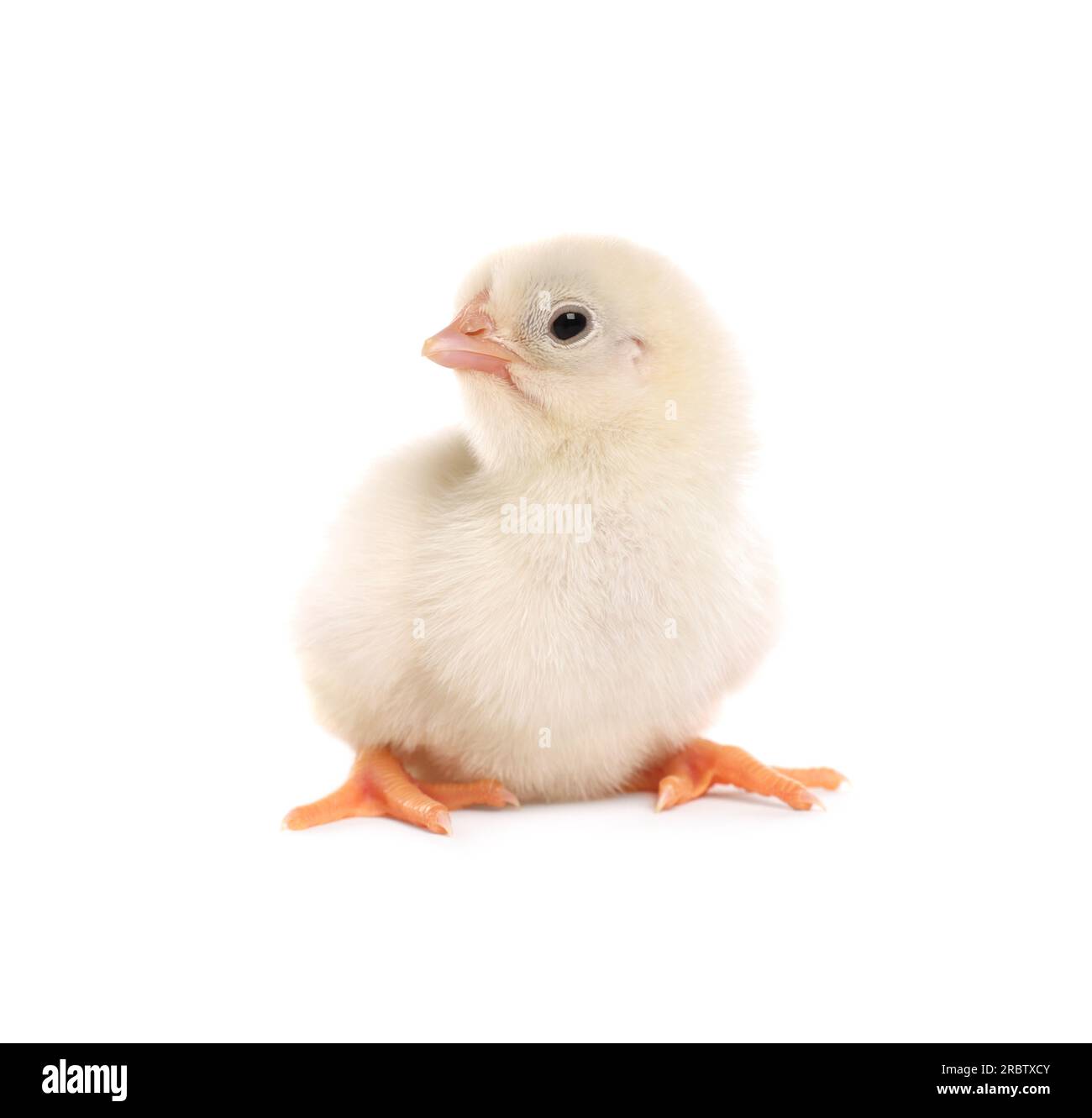 Cute fluffy baby chicken on white background Stock Photo - Alamy