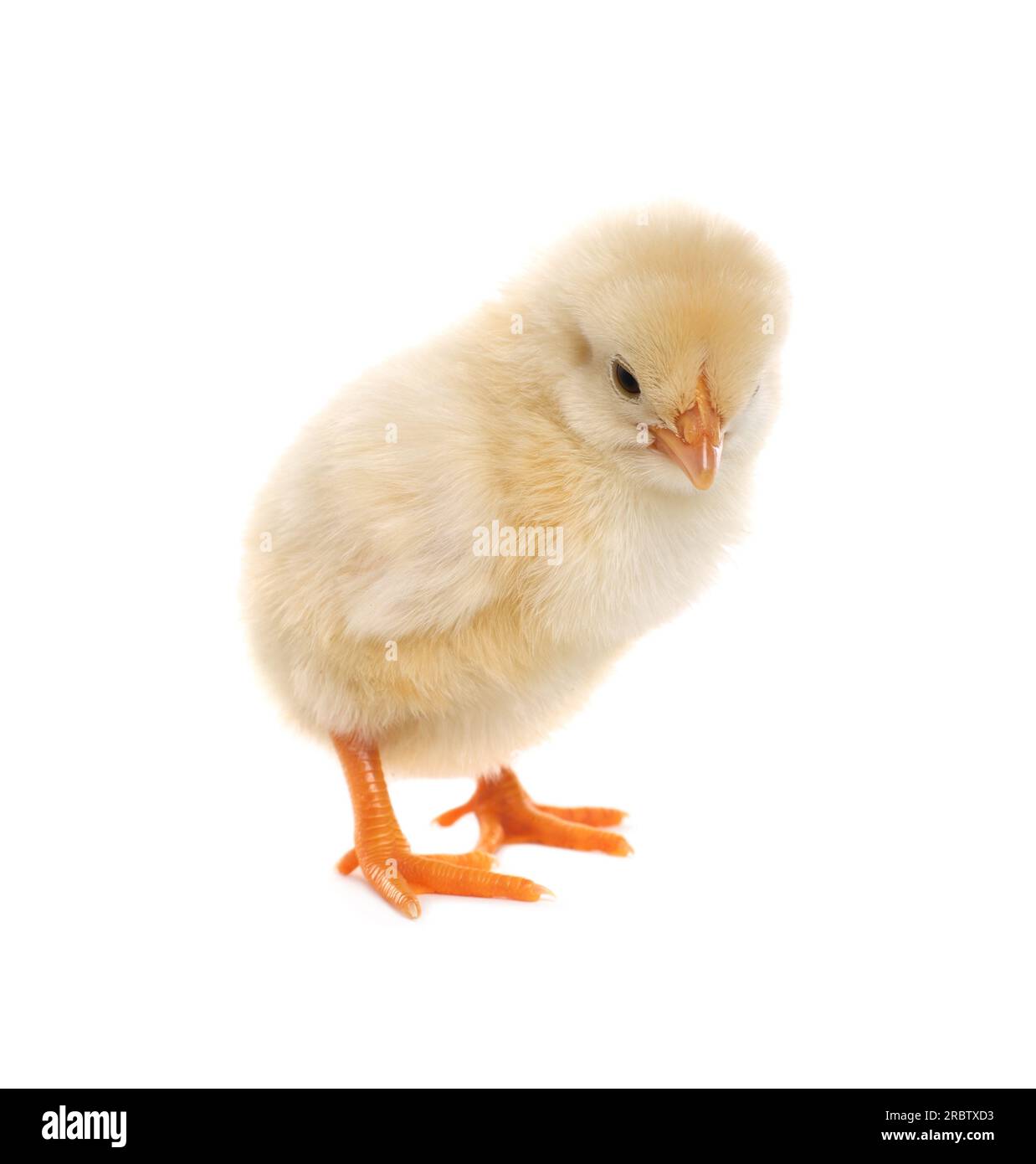 Cute fluffy baby chicken on white background Stock Photo - Alamy