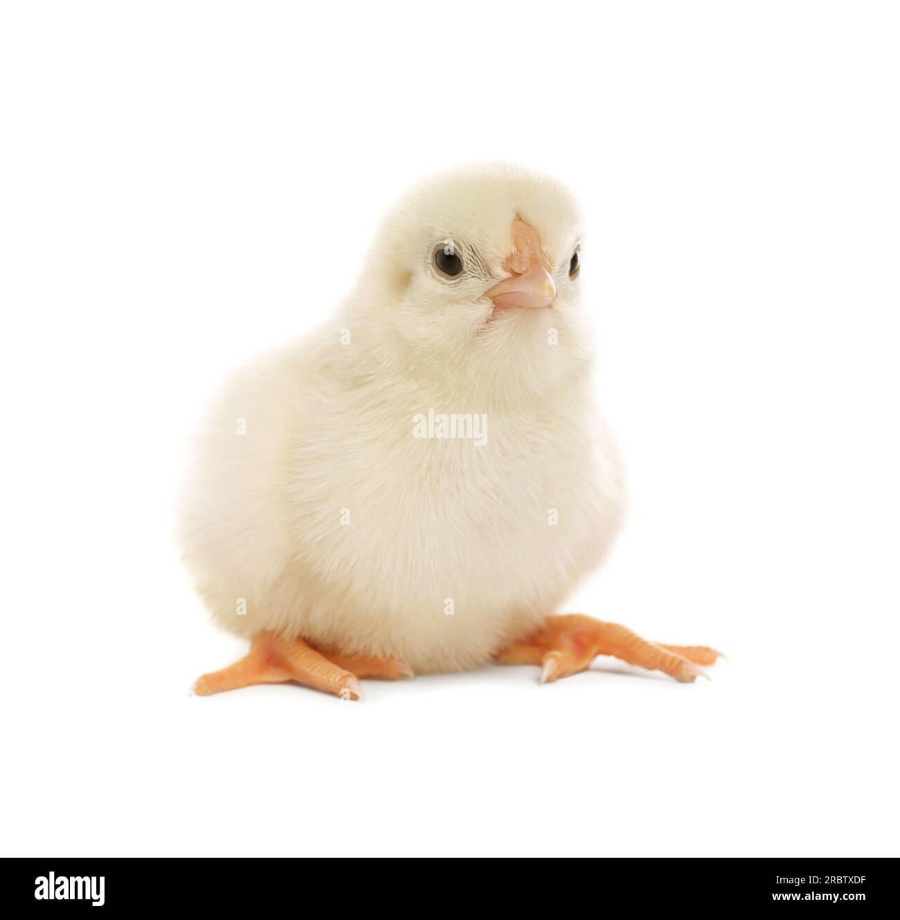 Cute fluffy baby chicken on white background Stock Photo - Alamy