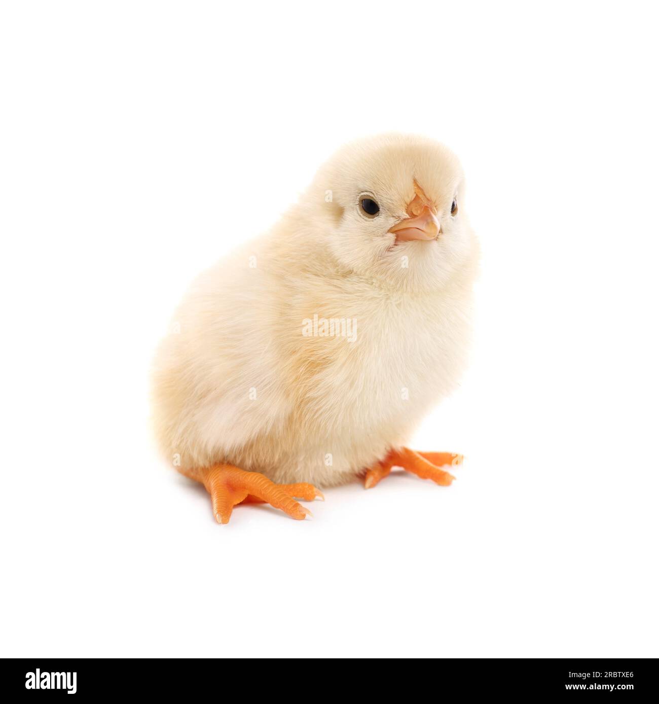 Cute fluffy baby chicken on white background Stock Photo - Alamy