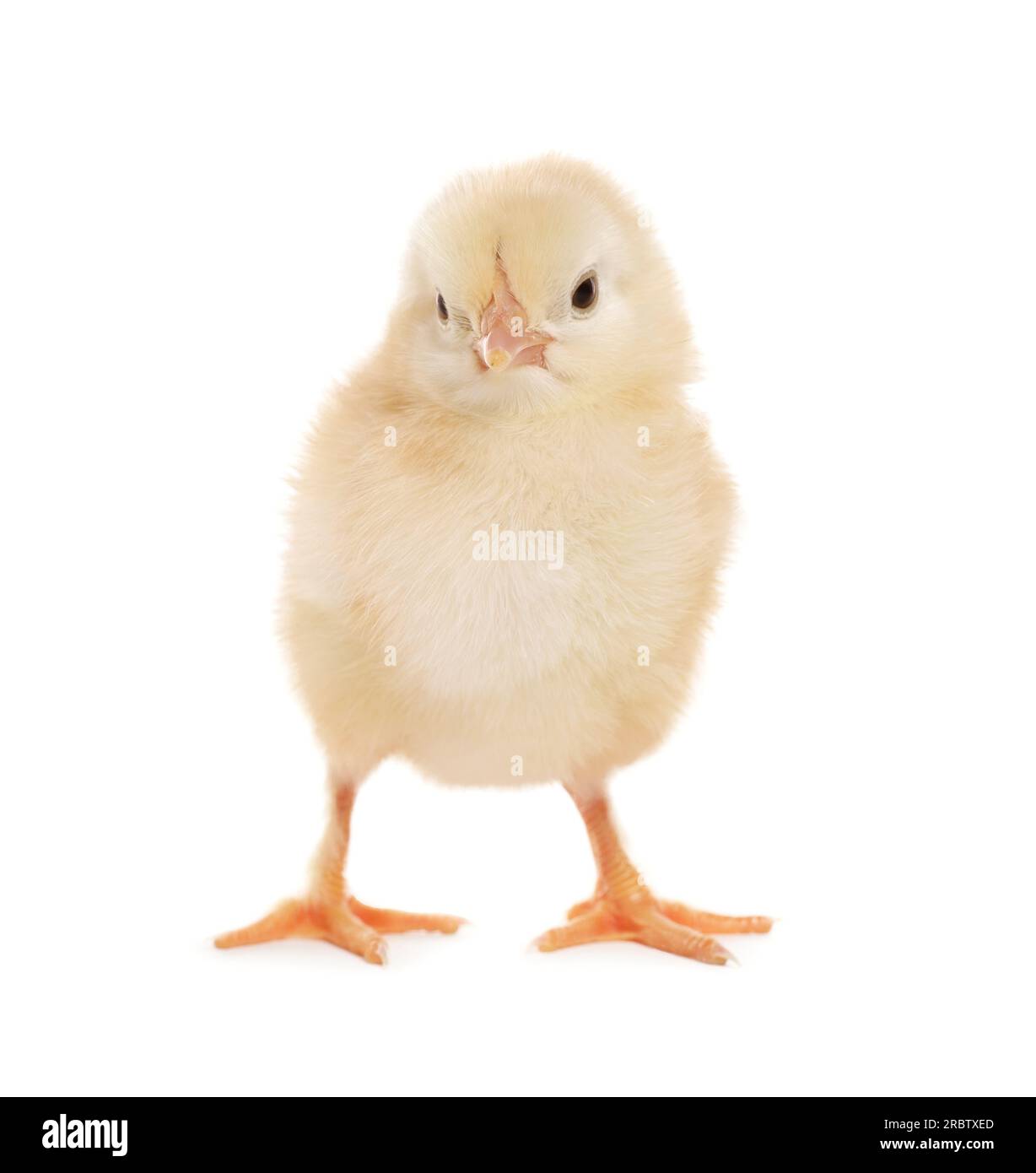 Cute fluffy baby chicken on white background Stock Photo - Alamy