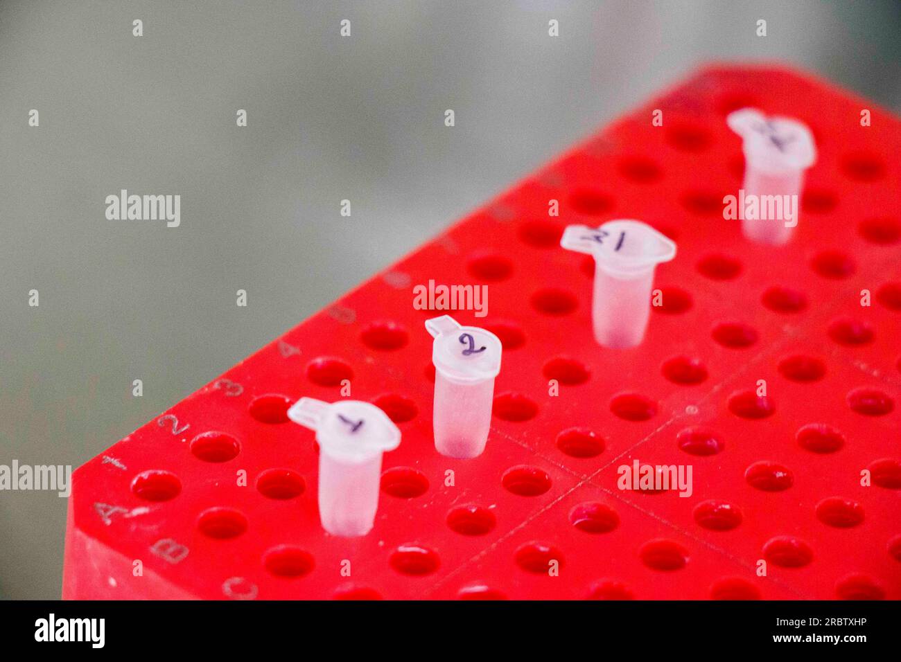 A person is collecting sample from white spot virus infected shrimp ...