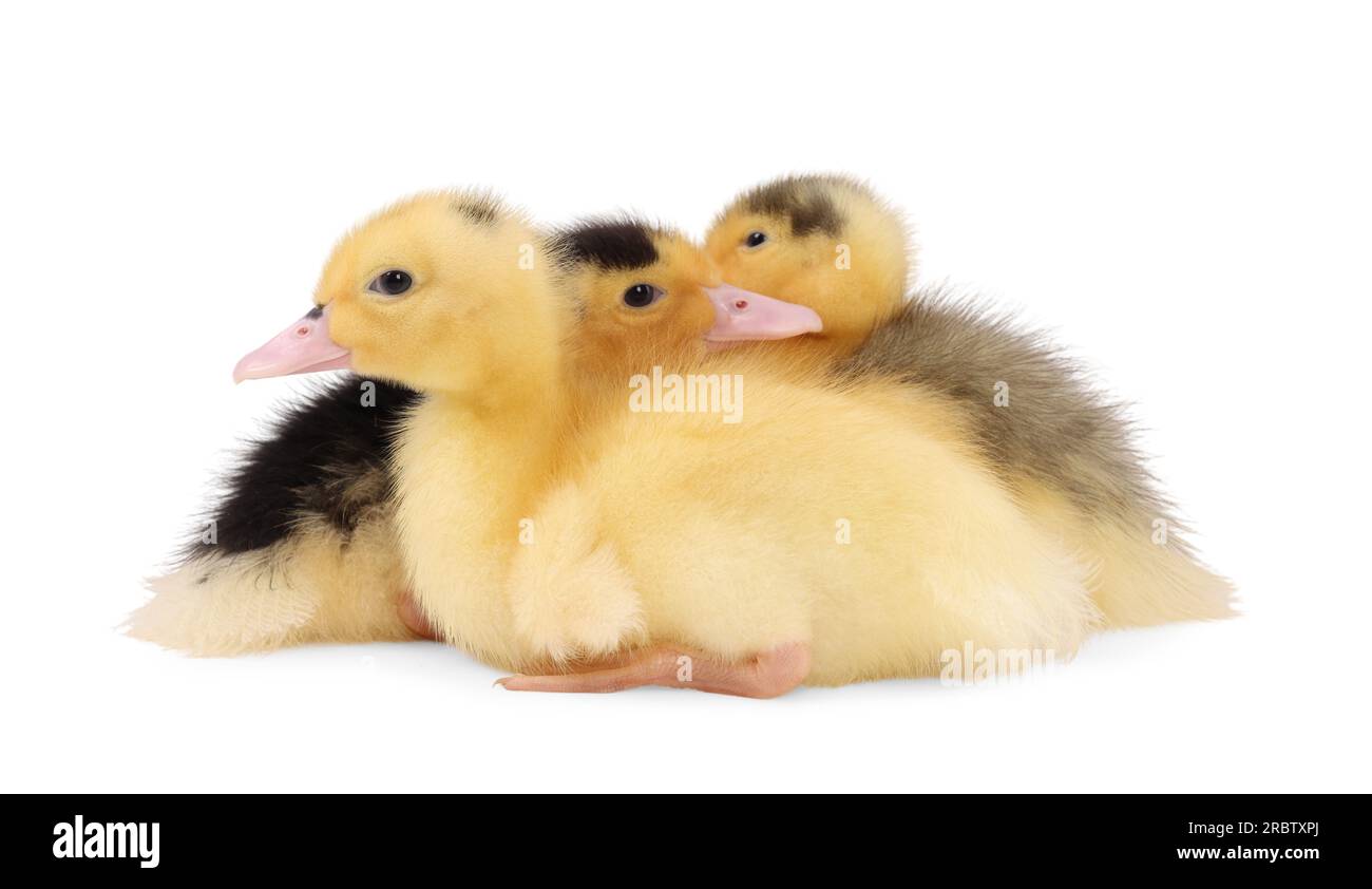 Baby animals. Cute fluffy ducklings on white background Stock Photo - Alamy