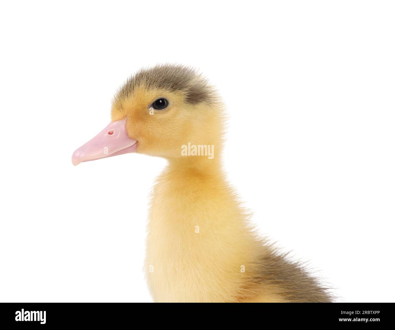 Baby animal. Portrait of cute fluffy duckling on white background Stock ...