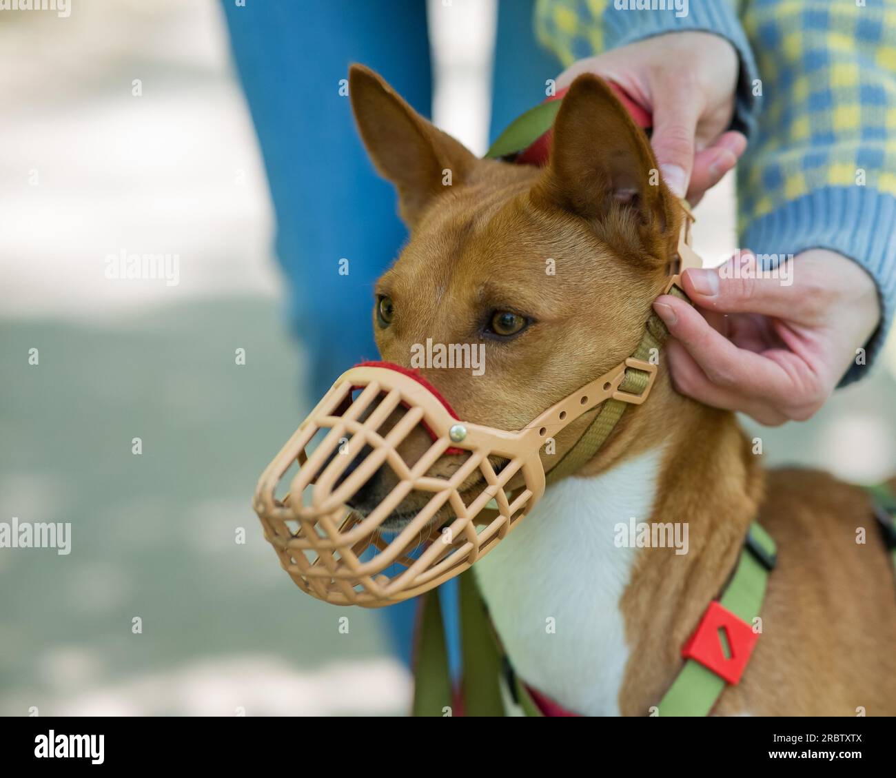 The owner puts a muzzle on the African dog breed Basenji for a walk ...