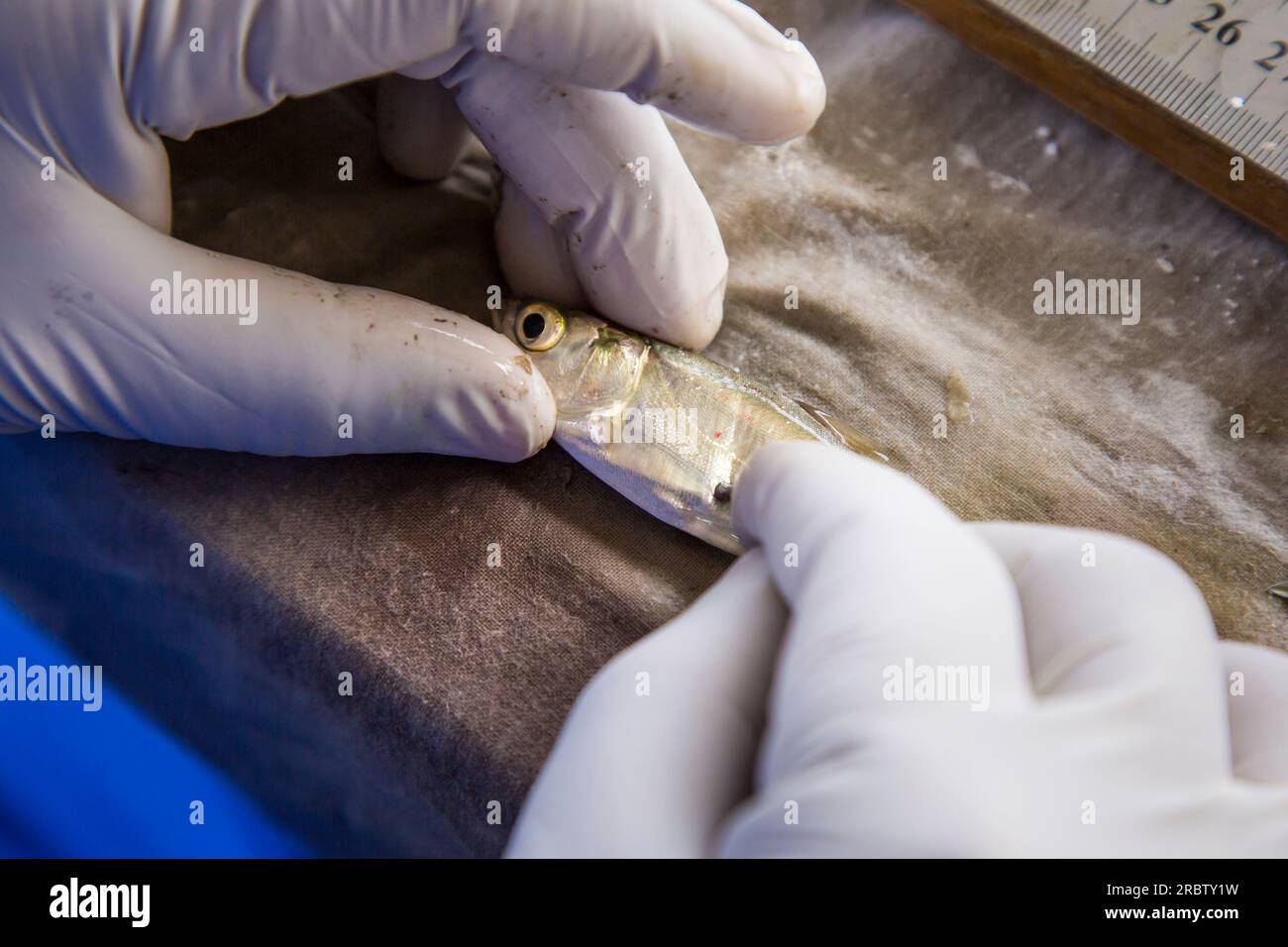 Carp genetic improvement program of Silver Carp generation-1 in hapa ...