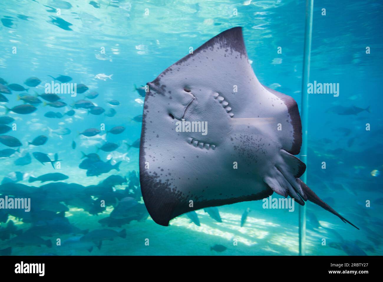 Underneath the tank hi-res stock photography and images - Alamy