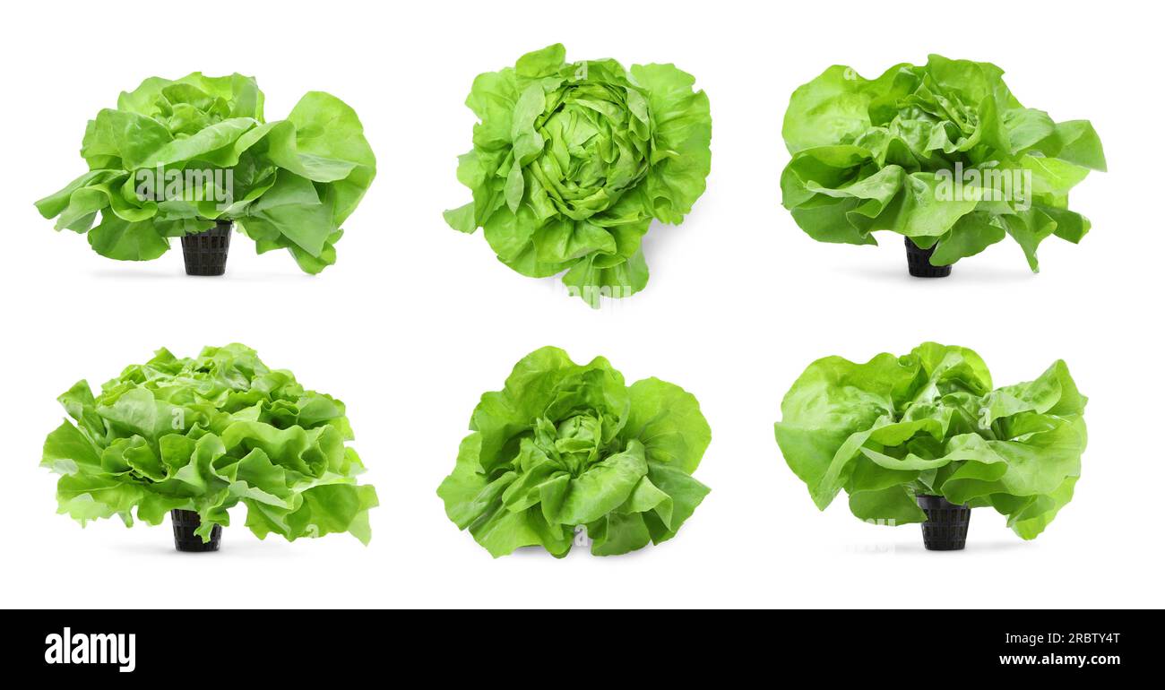 Set of fresh butterhead lettuce on white background, different views ...