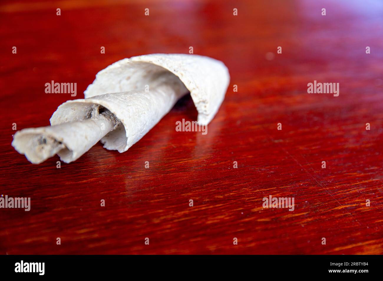 Spiral Conch Sea Shell on a table Stock Photo - Alamy