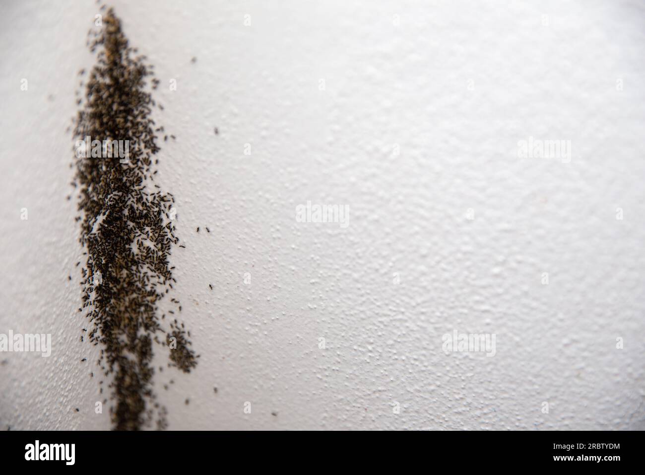 Ant infestation on a wall with copy space Stock Photo - Alamy