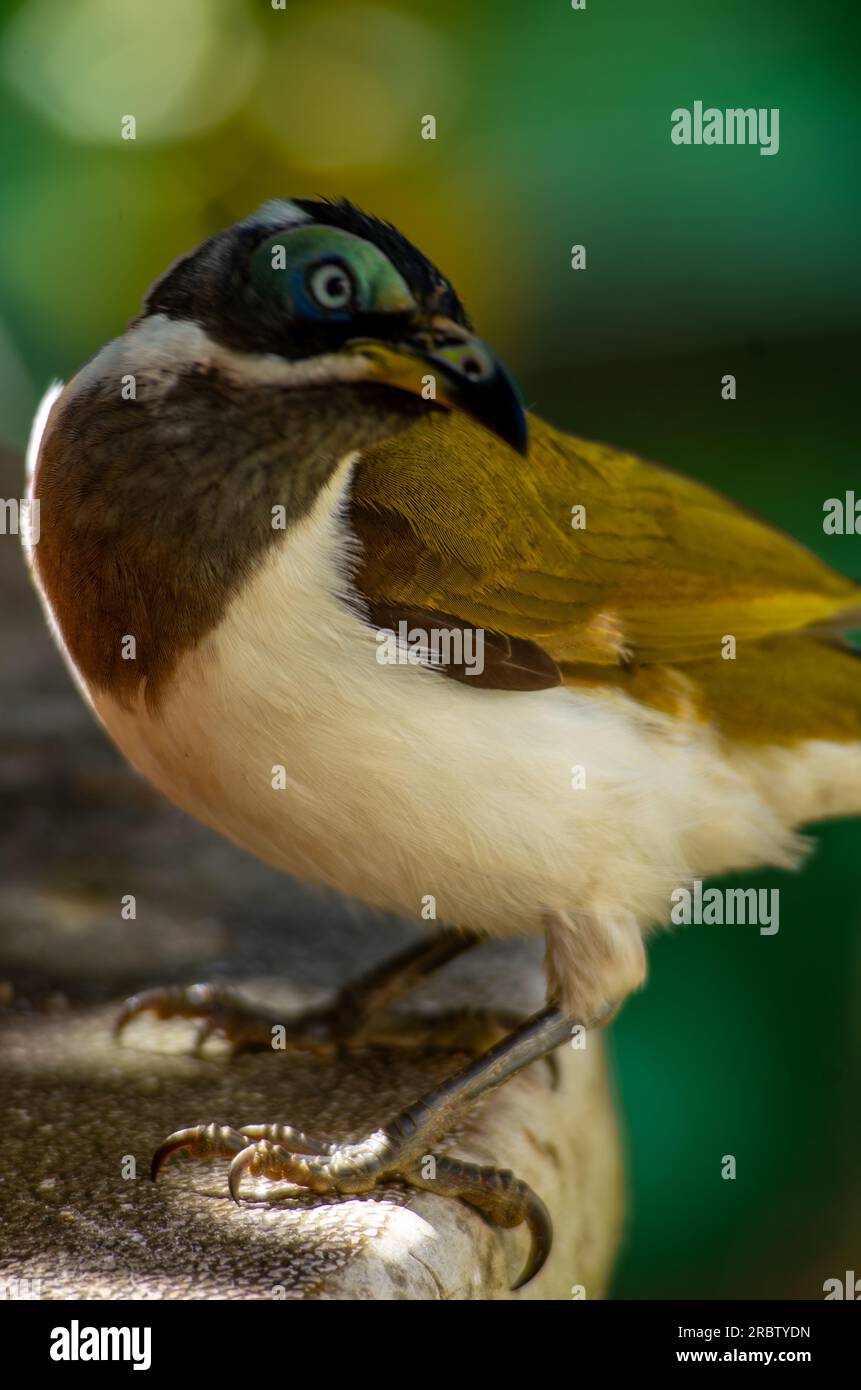 Banana bird hi-res stock photography and images - Alamy
