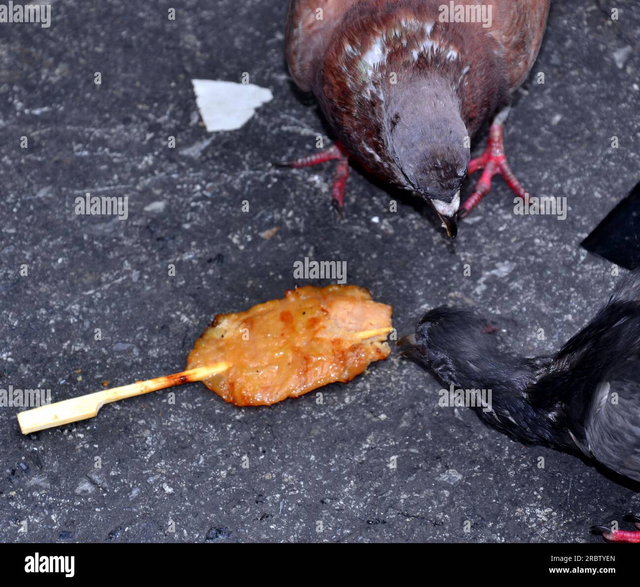 Pigeons compete hi-res stock photography and images - Alamy