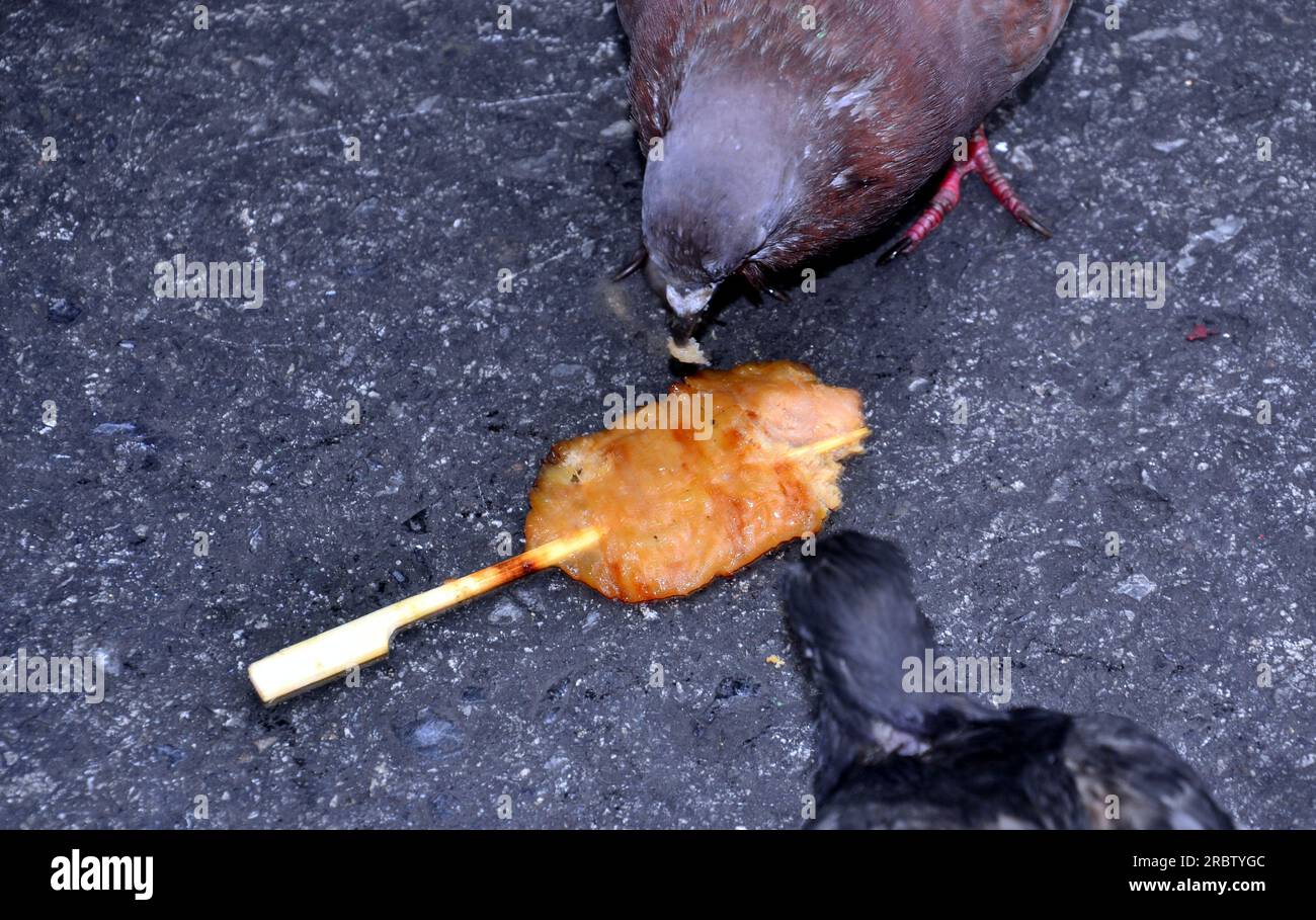 Two pigeons, members of the bird family Columbidae, compete to eat a ...
